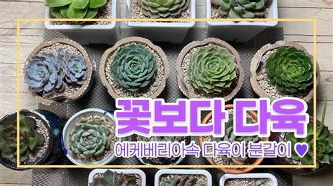 210413 다육스케치 L 에케베리아속 예쁜 다육이들 분갈이 L 김제다육도매센터 L 다육식물 L 초보다육 L 국민다육 L 다육이 키우기 Youtube