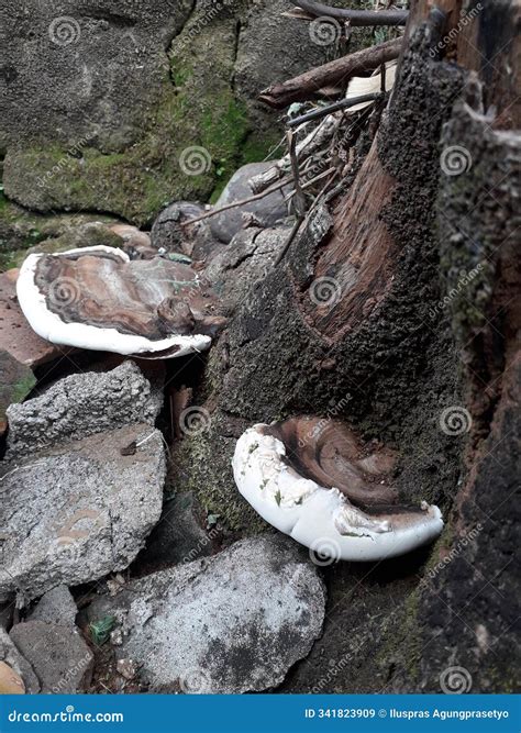 Closeup Of The Ganoderma Applanatum Fungus Or Bracket Fungus That Lives