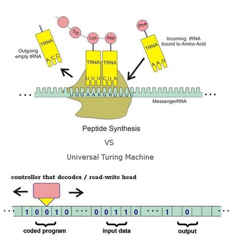 The Binary Code In My Carbon Cause Divinity R Bioinformatics