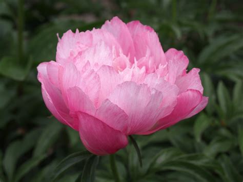 Joker Peony Paeonia X Lactiflora Joker Champlain Peony Company