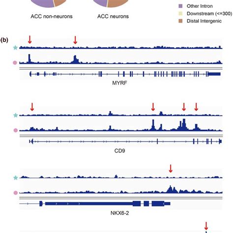 Chromatin Accessibility Analysis Using Atacseq Data In Human Acc