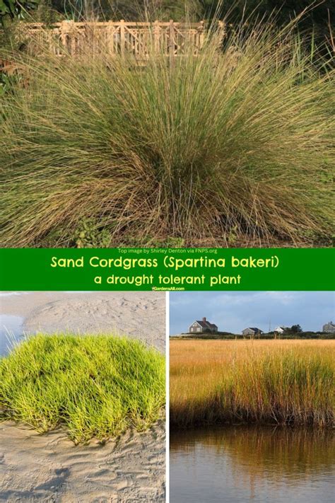 Florida Drought Tolerant Plants Good For Southern Us And Beyond
