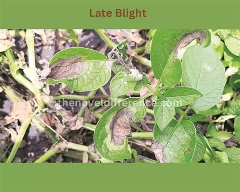 Difference Between Early Blight And Late Blight The Novel Difference