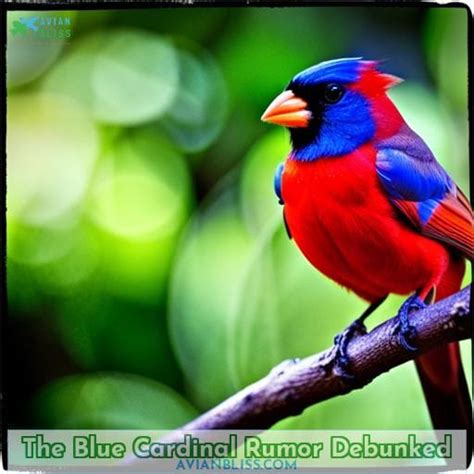Blue Cardinals Scientific Evidence Debunks This Captivating Myth