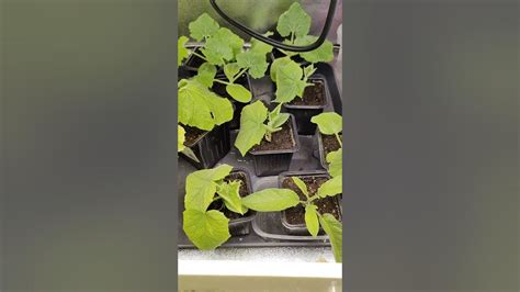 Выращиваю овощи круглый год Youtube