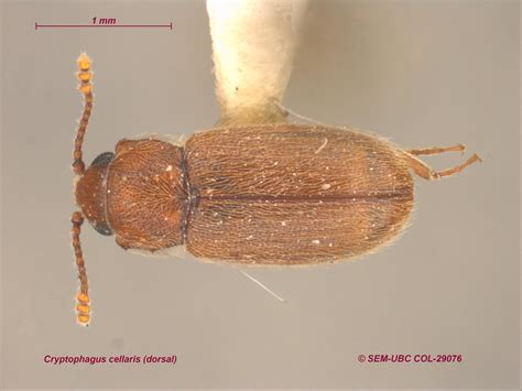 Cryptophagus Cellaris