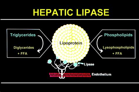 Lipase Enzymes Function At Angeline Barron Blog