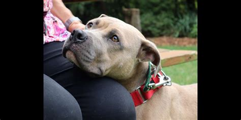 11 Pitbull Myths And Why Theyre Wrong Dodowell The Dodo