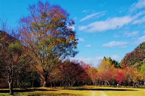 來南投奧萬大不只賞楓葉1至12月四季賞景看點最完整交通景點攻略 幸福巴士預約 奧萬大旅遊專車24H線上訂票 銀髮一起玩