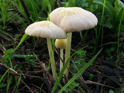 Bolbitius Titubans The Ultimate Mushroom Guide