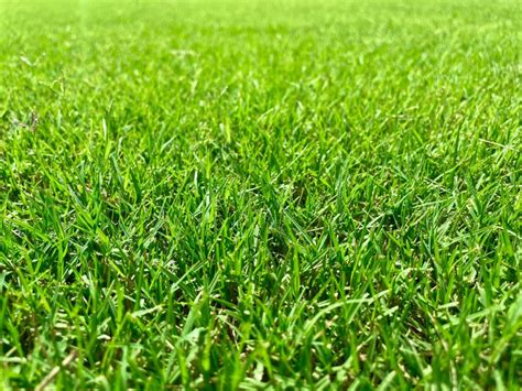 Tiftuf Bermuda King Ranch Turfgrass