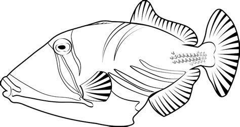 Lagoon Triggerfish Rhinecanthus Aculeatus Free Vector Clipart