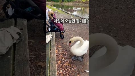 백조의 꿈 Youtube