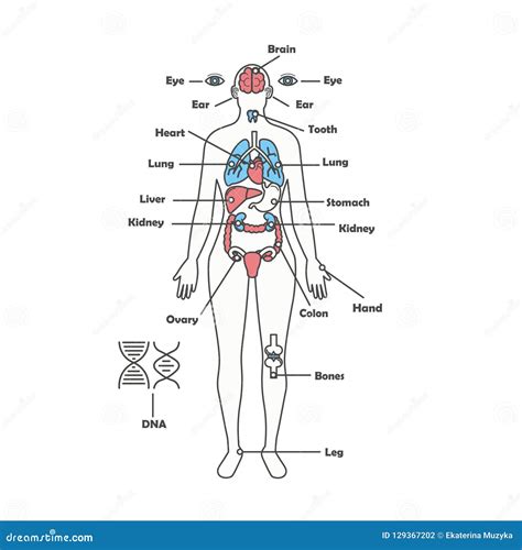 Female Human Anatomy Body Internal Organs Vector Diagram Stock Vector