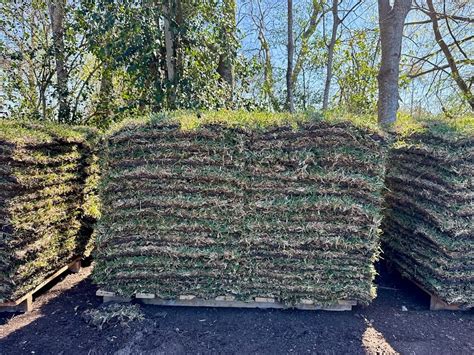 Palmetto St Augustine Grass For Sale In Houston Tx 77099