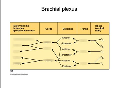 Diagram Of Brachial Plexus II Quizlet