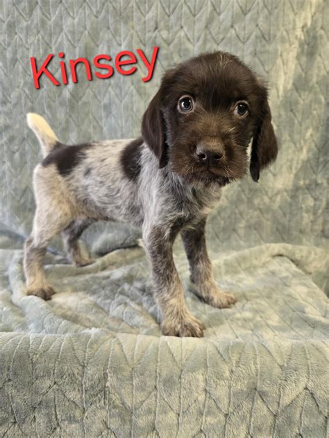 Kinsey German Wirehaired Pointer Puppy For Sale In Scottsburg In