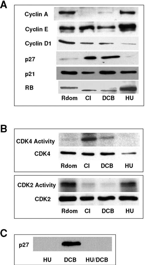 Dcb Arrested Ref 52 Cells Have Markers Characteristic Of G1 A