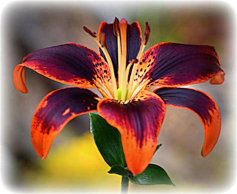 Orange Tiger Lily