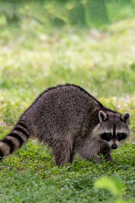 Raccoon Pest Control Pest Control In Mcallen Tx