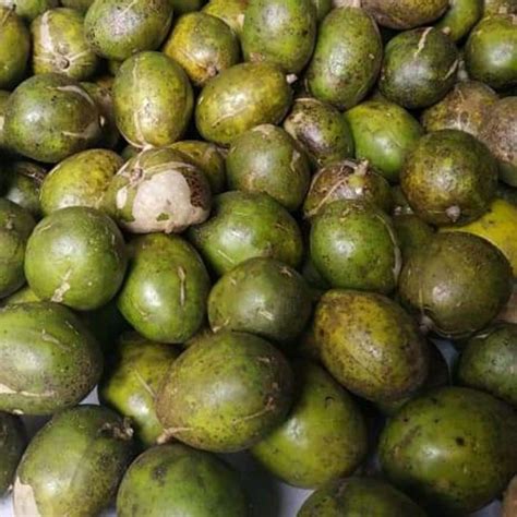 Jual Kedongdong Segar 1kg Shopee Indonesia