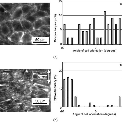 Silicone Chamber With Glass Embedded Silicone Substrate Download