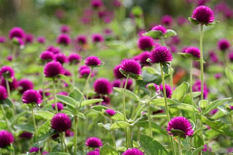 How To Plant And Grow Globe Amaranth Gomphrena Gardeners Path