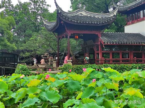 拙政园，荷花季~ 知乎