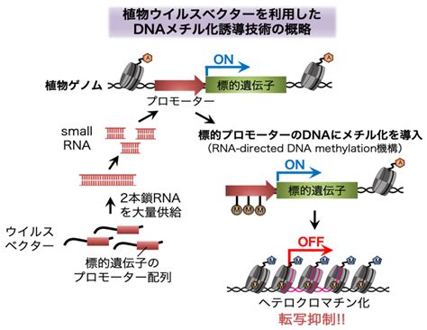 植物ウイルスベクターを用いた植物代謝系遺伝子のメチル化制御技術の開発 国立研究開発法人 産業技術総合研究所 バイオものづくり研究センター