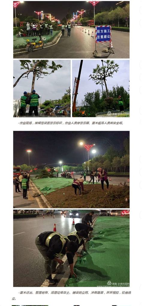 精心精准精细北海路东风街环岛苗木迁移抢出雷霆速度使出绣花功夫 潍坊市园林环卫集团有限公司