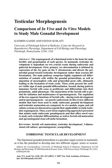 Pdf Testicular Morphogenesis Comparison Of In Vivo And In Vitro