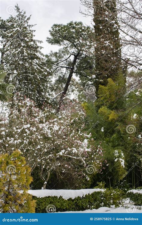 Unexpected Cold Snap Snow On Flowering Trees Magnolia Flowers In The