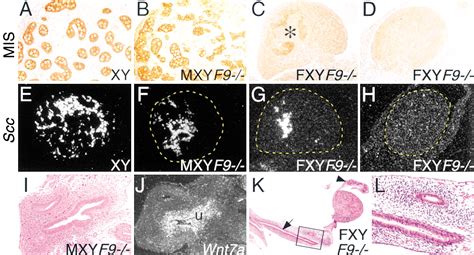 Male To Female Sex Reversal In Mice Lacking Fibroblast Growth Factor Cell