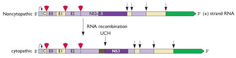 Recombination Between Cellular And Viral Rna Produces A Pathogenic Virus Virology Blog