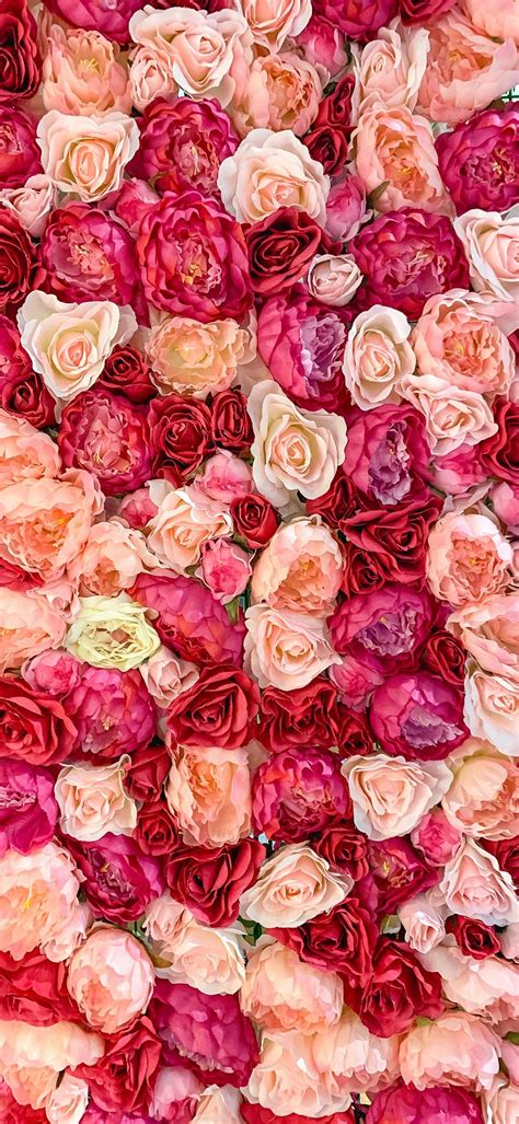Assorted Roses Iphone Wallpapers Free Download