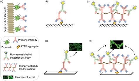 Illustration Of The Concepts For Enhance Detection Of ATTR Amyloid Download Scientific Diagram