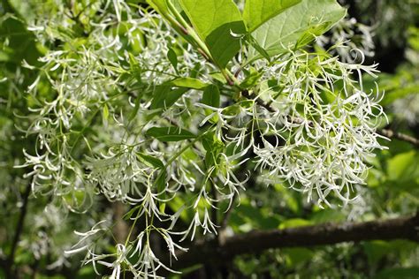 Native Fringe Tree Beauty And Benefits The Plant Native