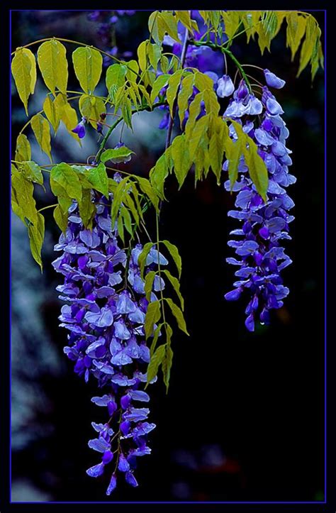 Delphinium Flower Hanging From Tree Branch