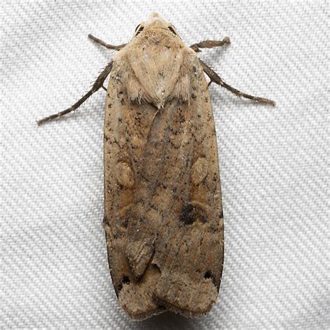 Noctua Pronuba BugGuide Net