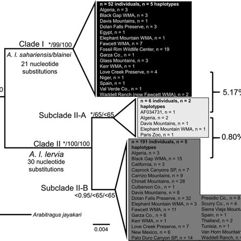 Phylogeny Of The Cytochrome B Gene Using All Individuals Bayesian