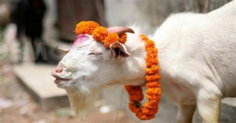 அதிர்ச்சி பலி ஆடு தன்னை பலி கொடுத்தவரை காவு வாங்கிய சோகம் நடந்தது