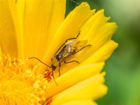 Western Corn Rootworm Beetle Sitting On Yellow Flower Stock Image Image Of Root Macro 328745239