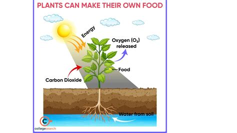 What Is Autotrophic Nutrition Definitions Examples History