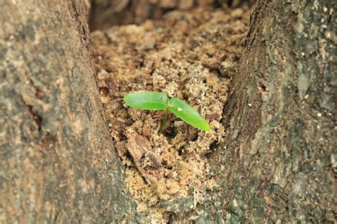 Pohon Kecil Tumbuh Di Pohon Yang Pohon Kecil Tumbuh Dari Konsep Dan