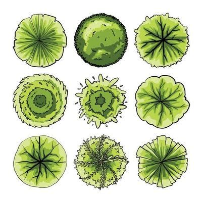 Tree Plan Vector Art Icons And Graphics For Free Download