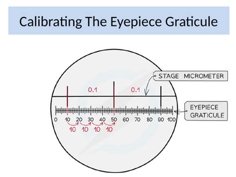 3 3 Microscope Measurements And Calculations Teaching Resources