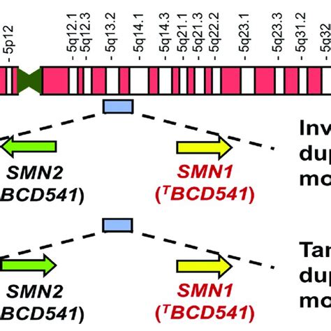 Smn Genes In Chromosome 5q13 In 1995 Two Sma Related Genes Smn1 And