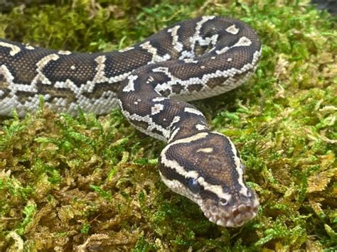 Angolan Python By Predators Reptile Center