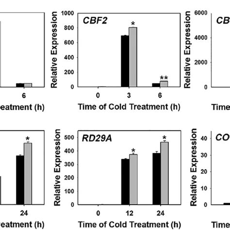 Expression Of Cbf Genes And Cbf Target Genes In The Bin2 3 Bil1 Bil2