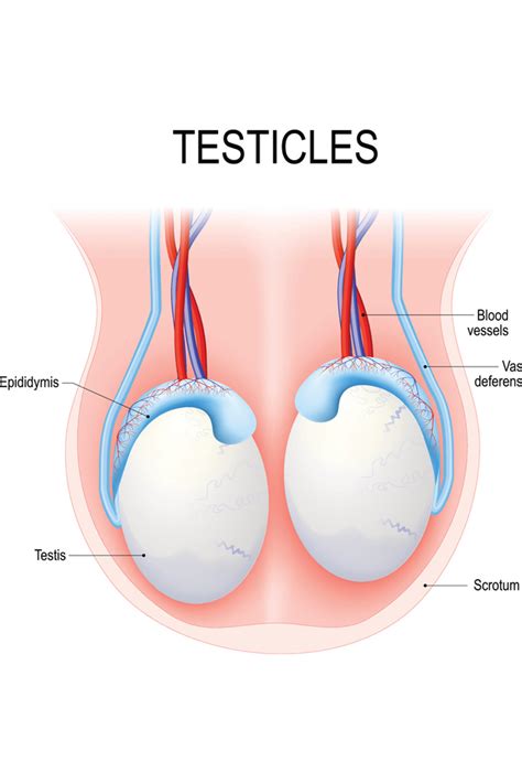 Testicles Human Anatomy Diagram Educational Chart Cool Wall Decor Art